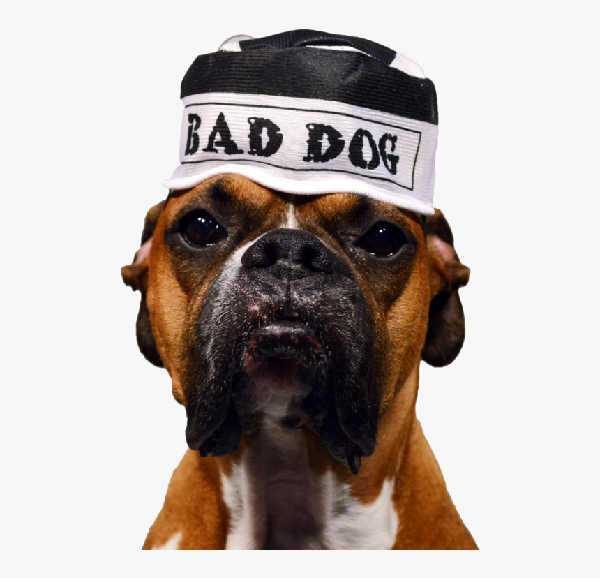 Bad Dog Png, Transparent Png , Transparent Png Image - PNGitem