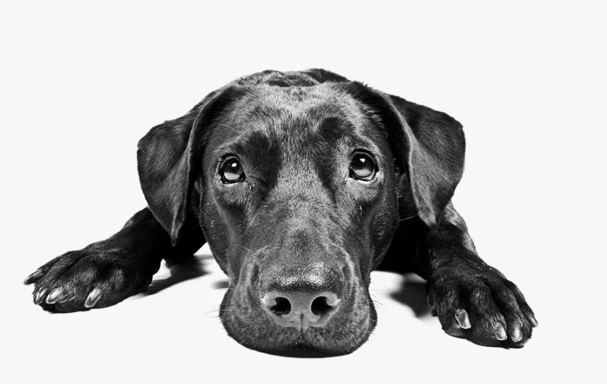 Black Lab Lying Down, HD Png Download , Transparent Png Image - PNGitem