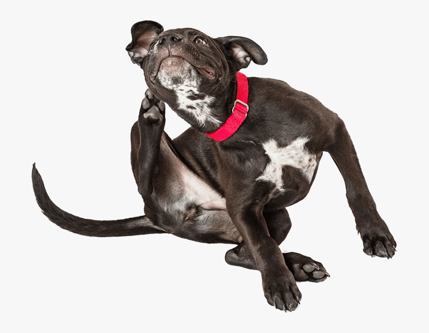 Clipart Puppy Scratch