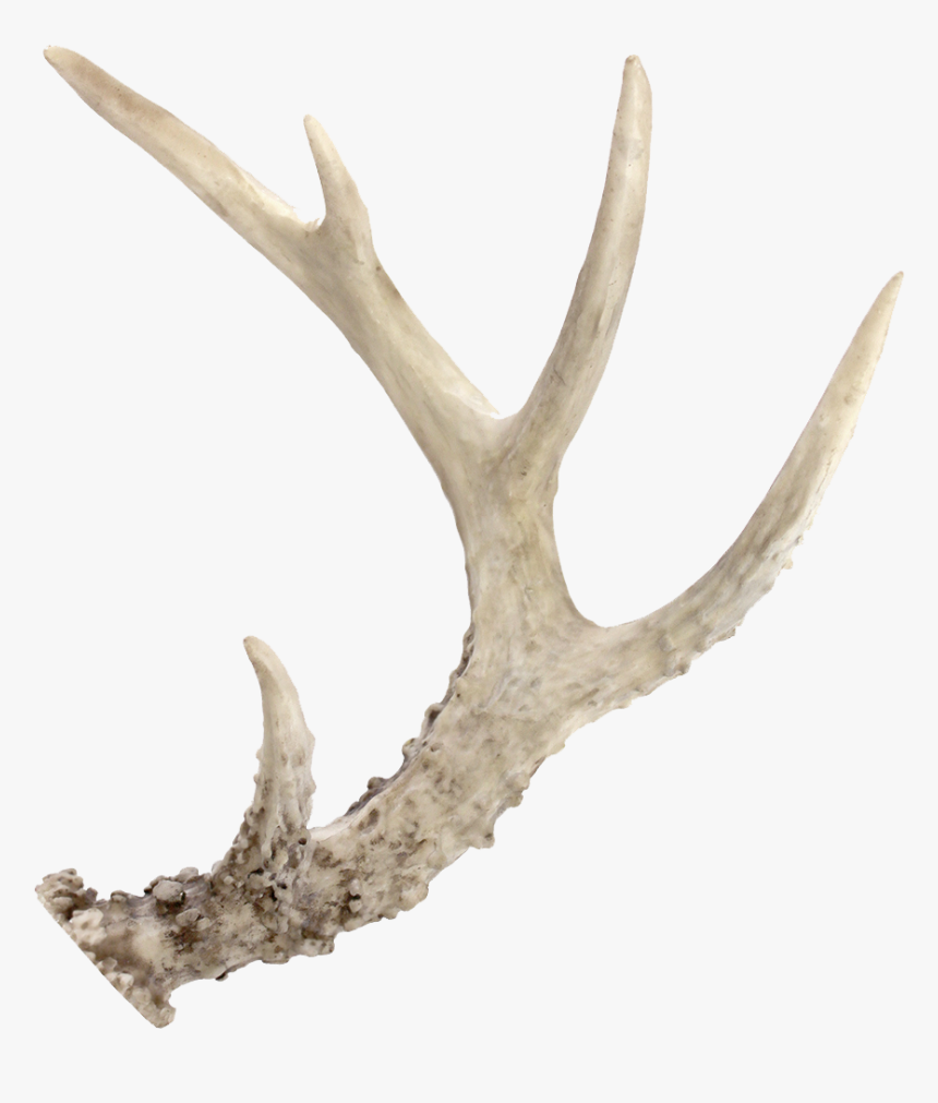 Deer Antler Png, Transparent Png , Transparent Png Image - PNGitem