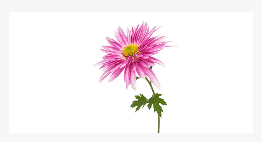 Chrysanths, HD Png Download , Transparent Png Image - PNGitem