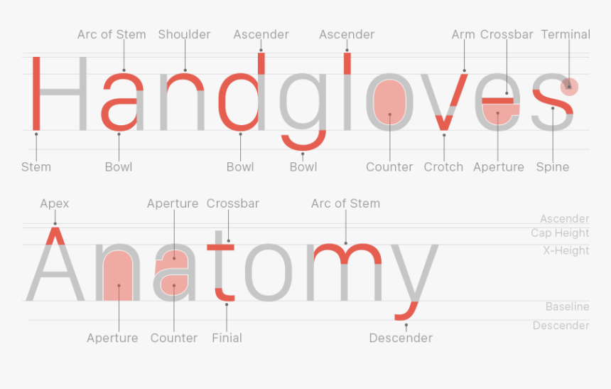 Typeface Anatomy