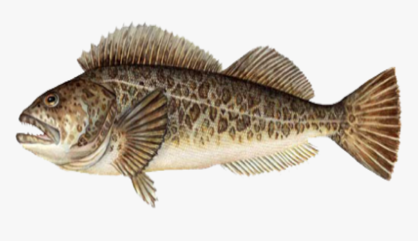Lingcod Port Orford Seafood - Transparent Background Fish Png, Png ...