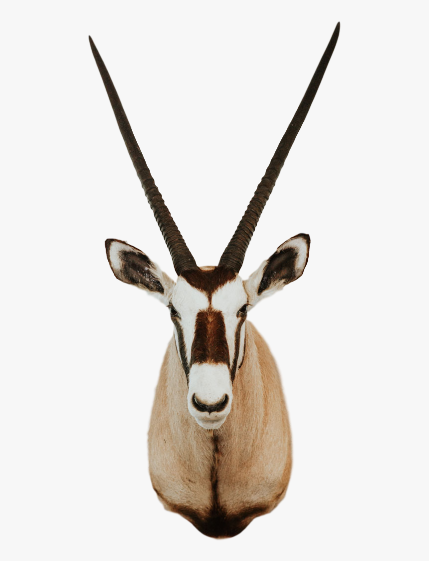 Trophy Room Collection - Gemsbok Head, HD Png Download , Transparent ...