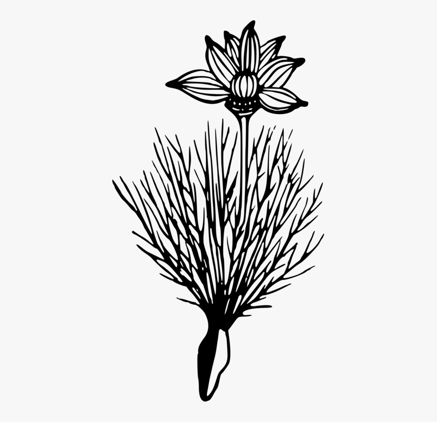 Botany,plant,flower - Utricle Fruit, HD Png Download , Transparent Png ...