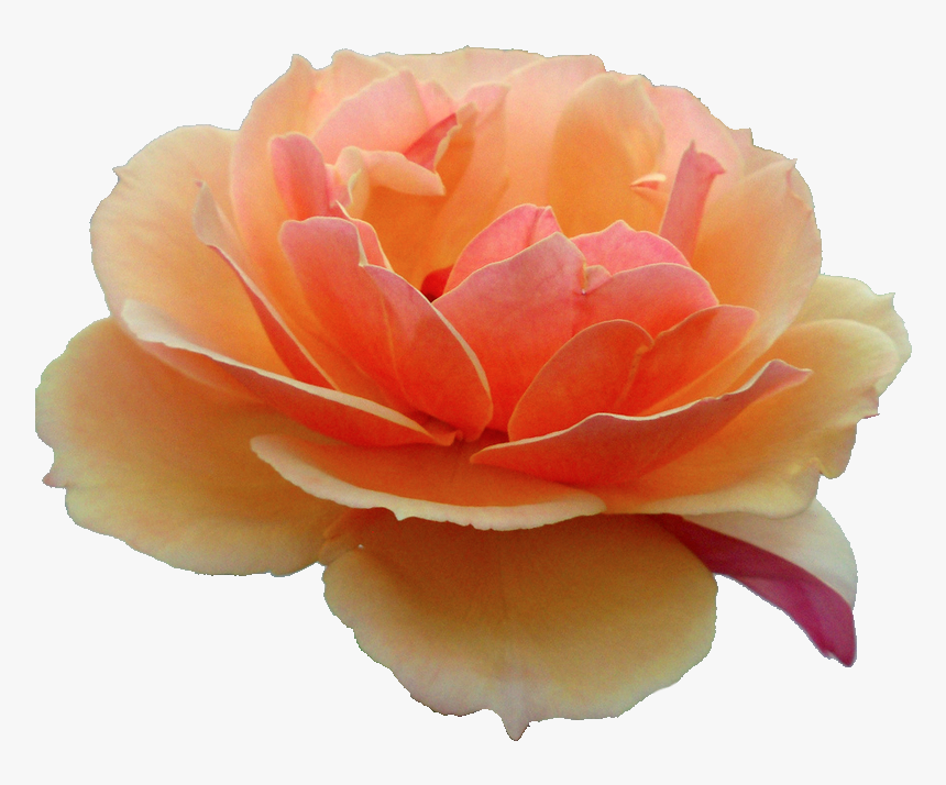 Rose Tumblr Transparent Red, HD Png Download , Transparent Png Image ...