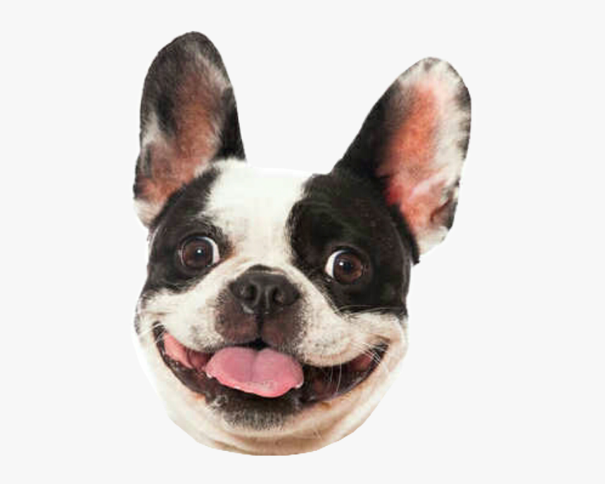 #dog #smile #bulldog #frenchbulldog #frenchie #frenchy - World Smile ...