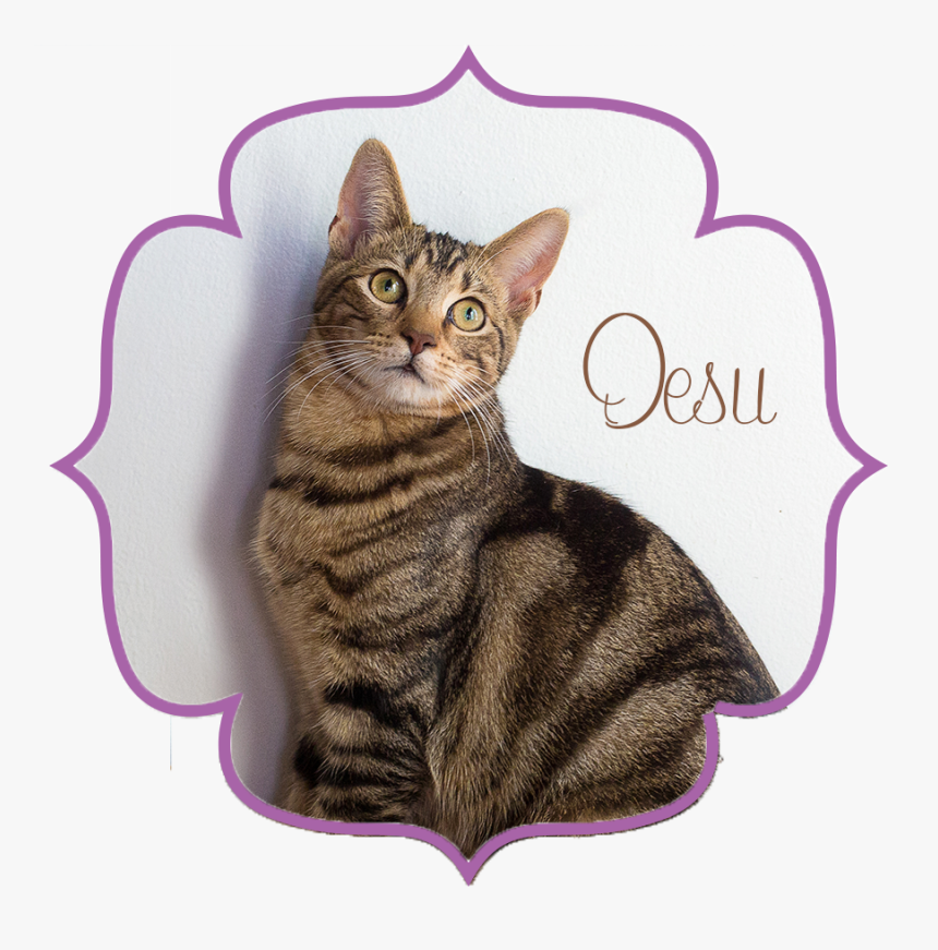 Desu Front - Domestic Short-haired Cat, HD Png Download , Transparent ...