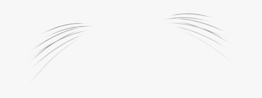 Transparent White Whiskers, HD Png Download , Transparent Png Image ...