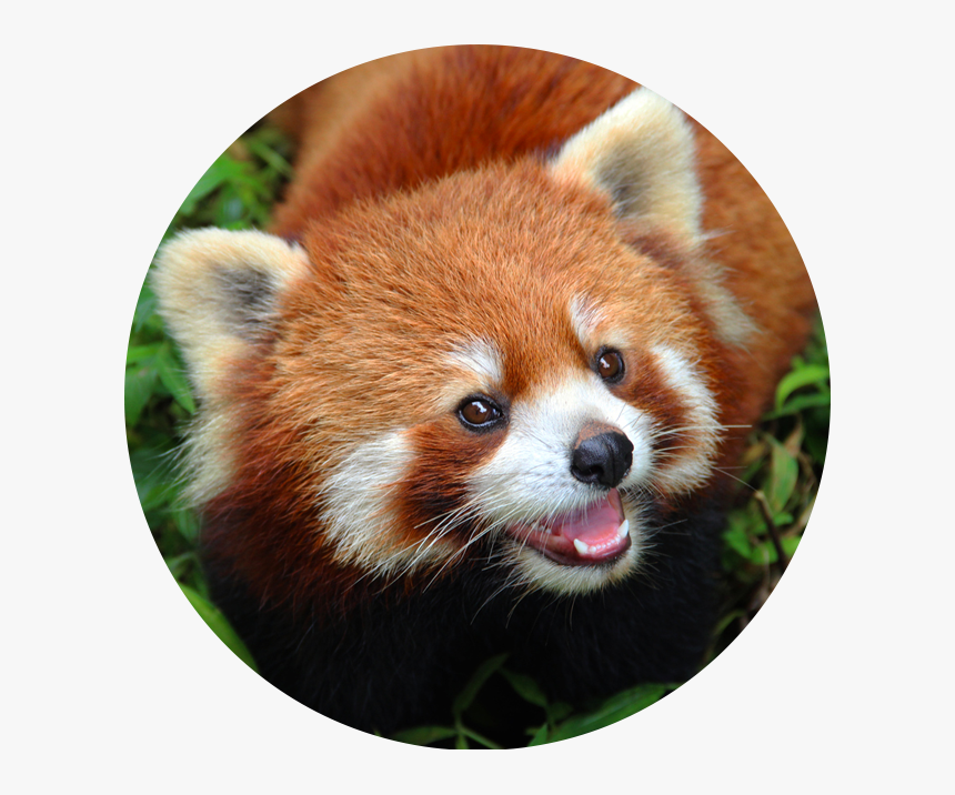 Real Life Colorful Animals, HD Png Download , Transparent Png Image ...