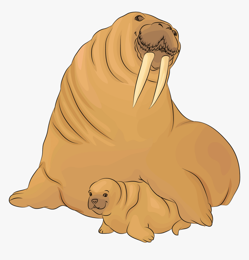 Walrus Clipart, HD Png Download , Transparent Png Image - PNGitem