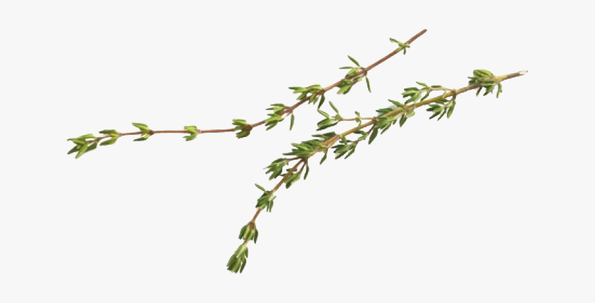 Thyme - Thyme Leaves Transparent Background, HD Png Download ...