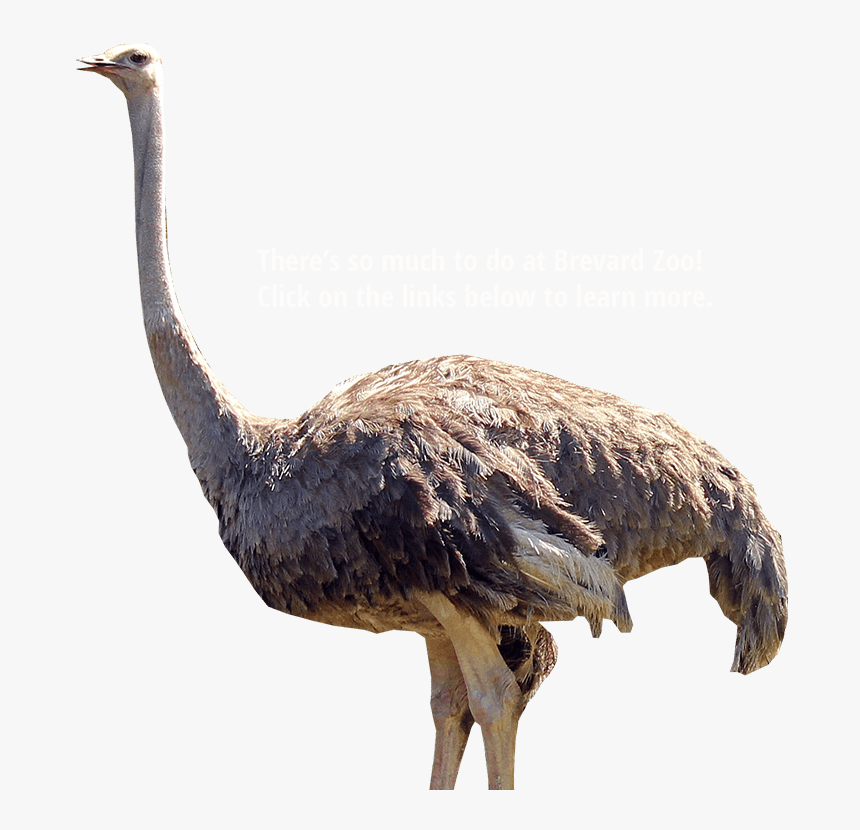 Things On Transparent Background, HD Png Download , Transparent Png ...