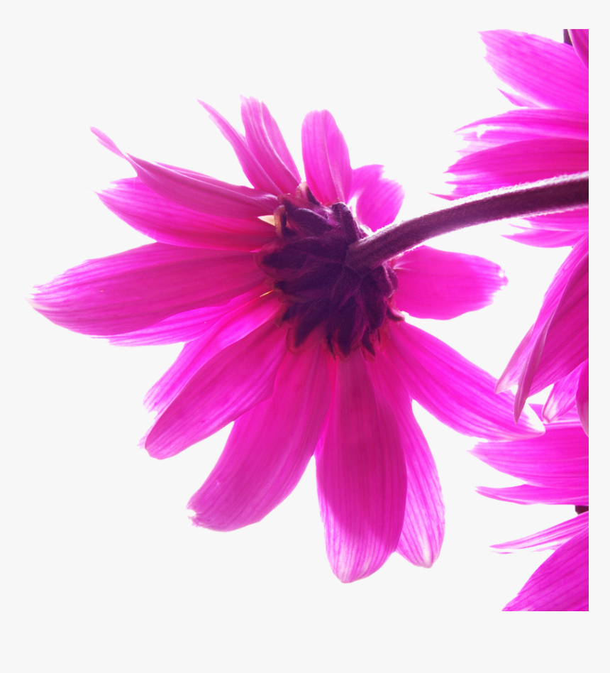 Beautiful Image Background Png, Transparent Png , Transparent Png Image ...