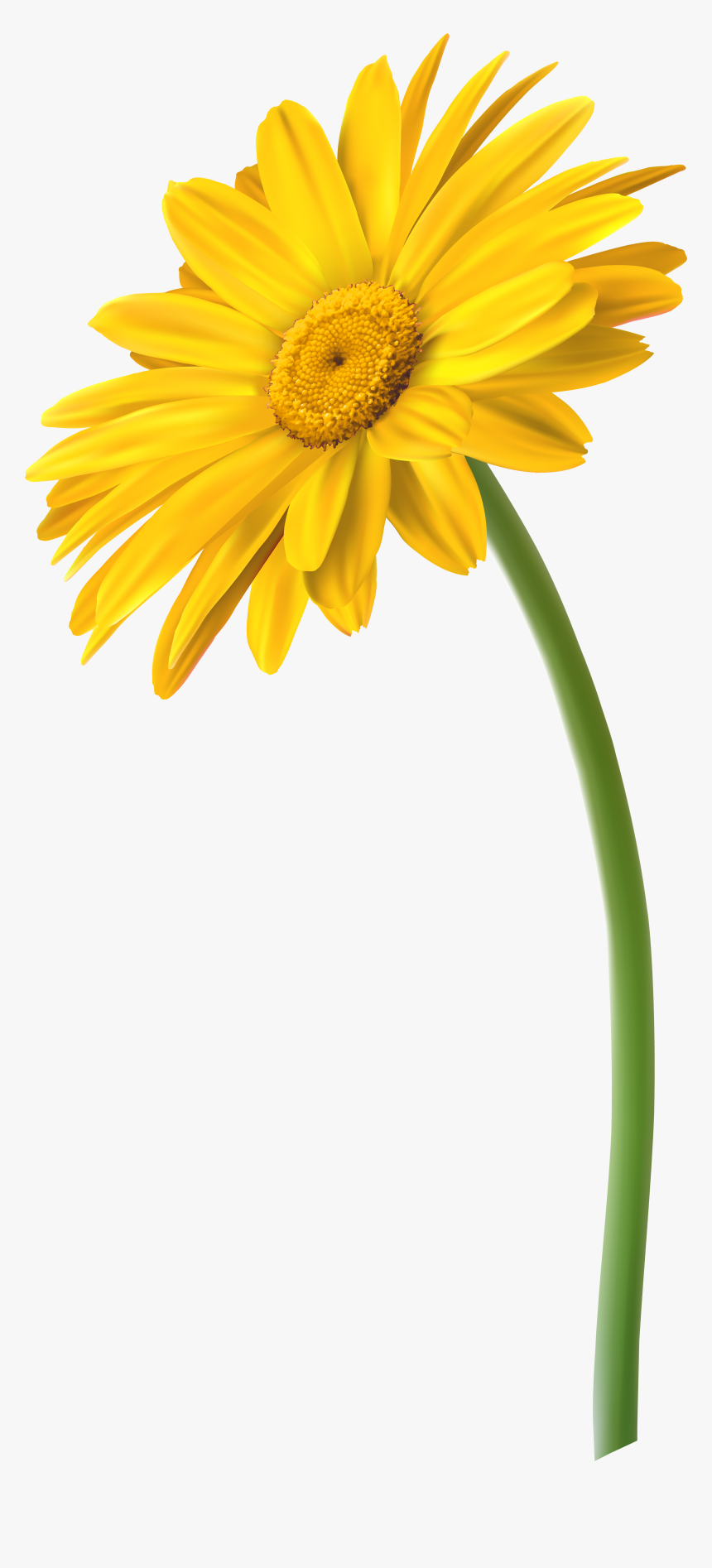 Yellow Daisy Clipart