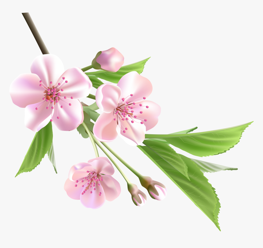 Spring Branch With Pink Tree Flowers Png Clipart - Transparent Spring ...