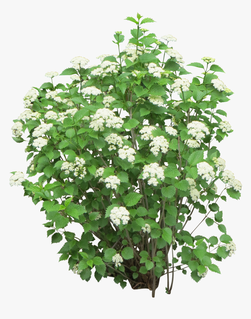 Bush Png Image - White Transparent Flower Bush Png, Png Download ...