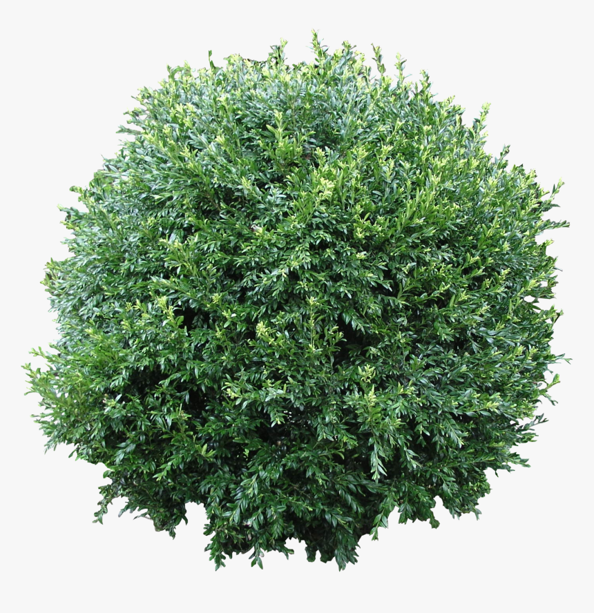 Bush Free Png Download - Bush Leaves Png Texture, Transparent Png ...