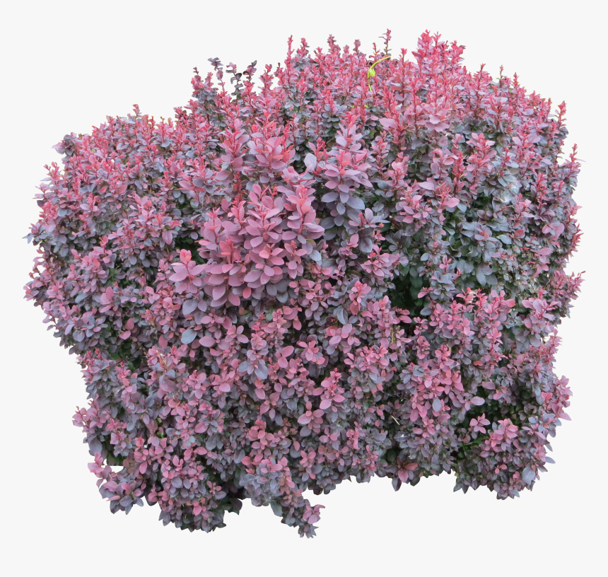 Small Shrubs Png, Transparent Png , Transparent Png Image - PNGitem