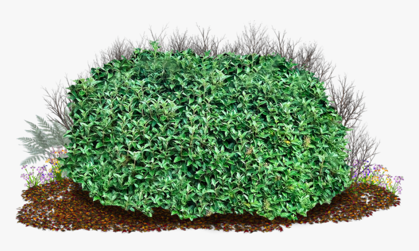Shrub Clipart, HD Png Download , Transparent Png Image - PNGitem