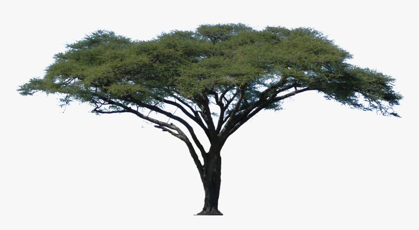 African Tree Png - Acacia Tree With White Background, Transparent Png ...