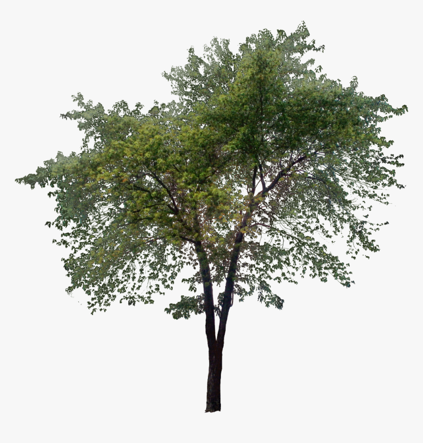 Tall Tree Png - Transparent Tall Tree Png, Png Download , Transparent ...