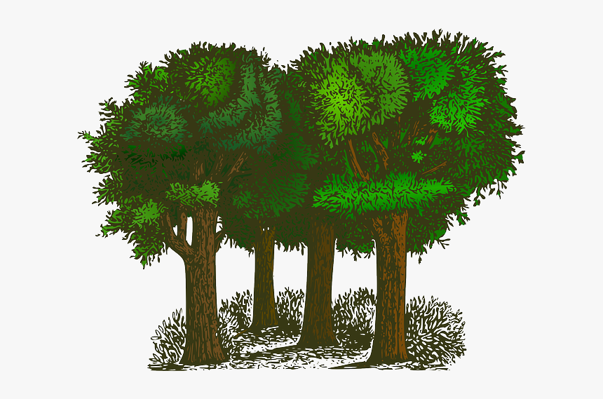 Forest, Trees, Plants, Ecology, Environment, Green - Balance Of Oxygen ...