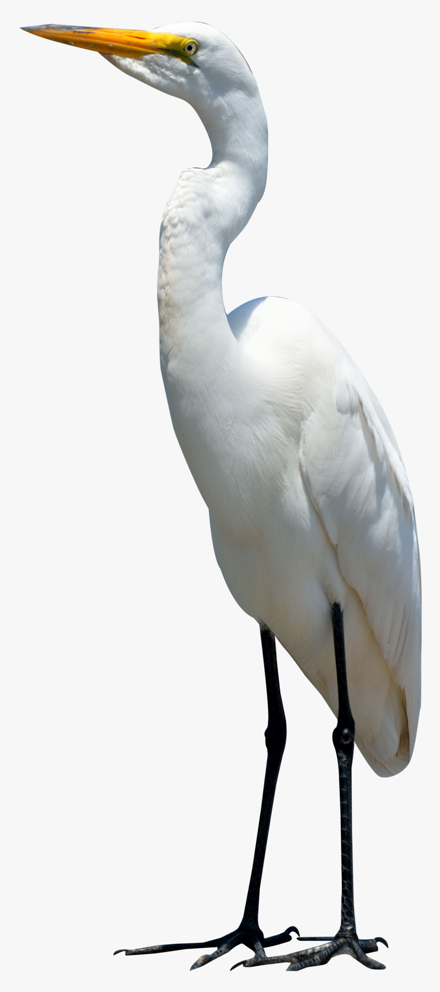 Bird Png, Transparent Png , Transparent Png Image - PNGitem