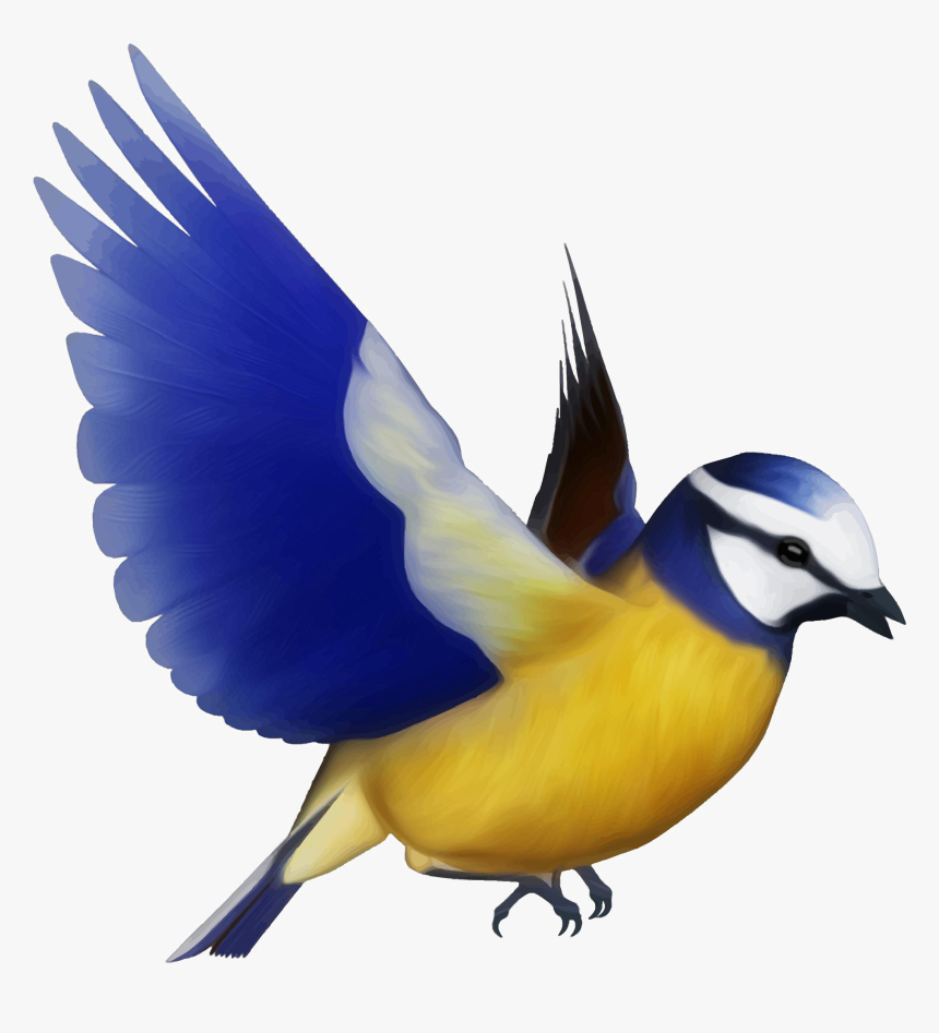 Free Download Images Of Birds