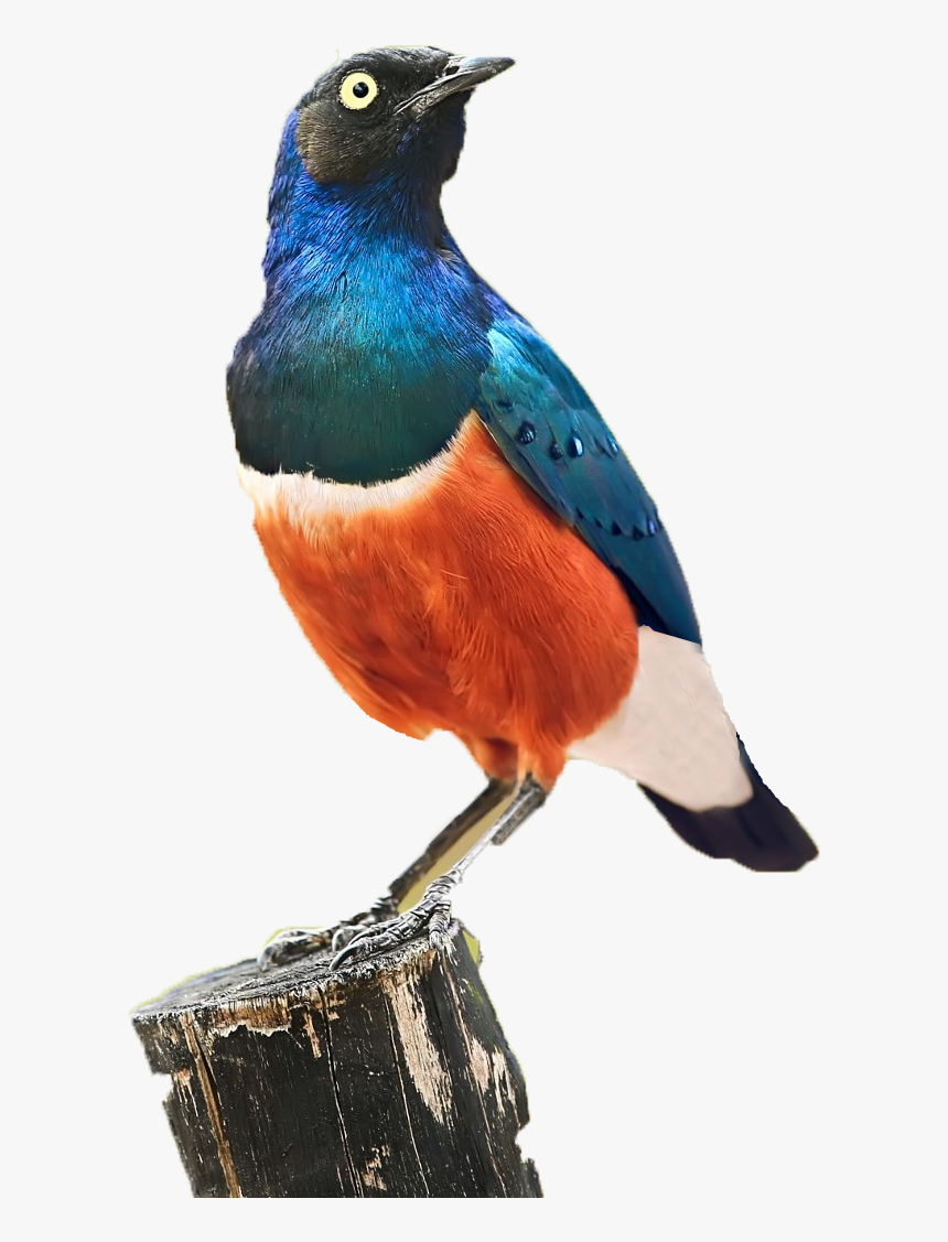 Spring Birds Png Free Images - Spring Birds Png, Transparent Png ...