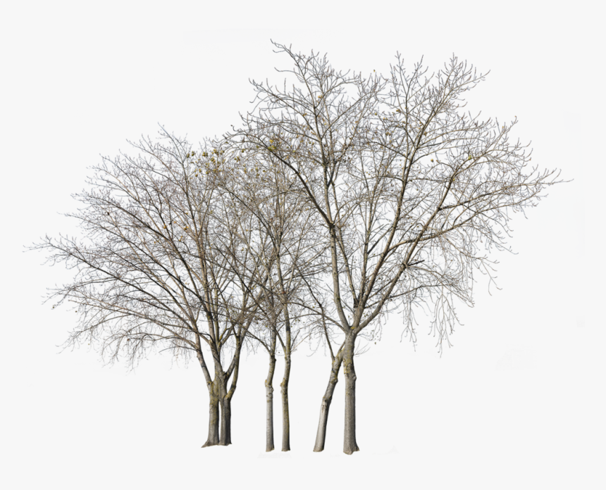 Transparent Deciduous Tree Png - Group Of Trees In Winter, Png Download ...
