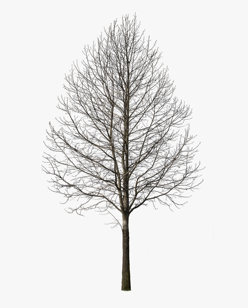 Deciduous Trees Png, Transparent Png , Transparent Png Image - PNGitem