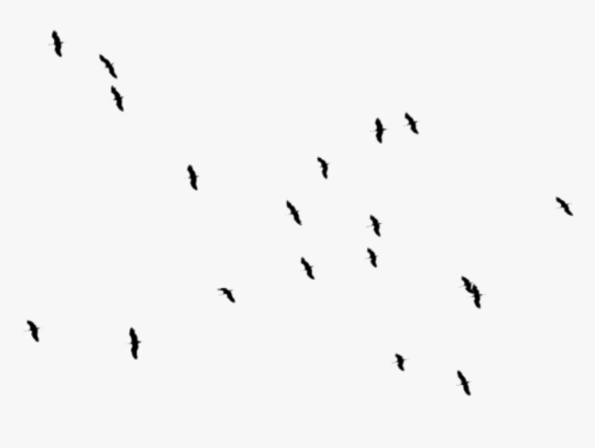 Free Png Download Birds Top View Png Images Background - Birds Top View ...