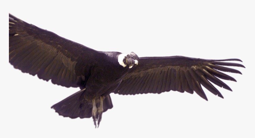 Condor De Los Andes Png, Transparent Png , Transparent Png Image - PNGitem