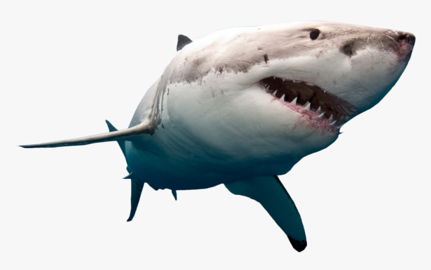 Shark Swimming Png Image - Great White Shark No Background, Transparent ...