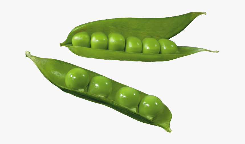 Split Pea Silique Common - Arveja Png, Transparent Png , Transparent ...
