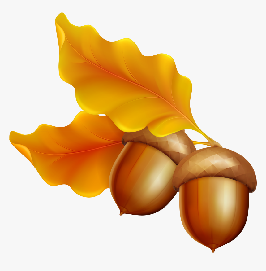 Transparent Autumn Leaves With Acornsfall Leaves Background - Acorns ...