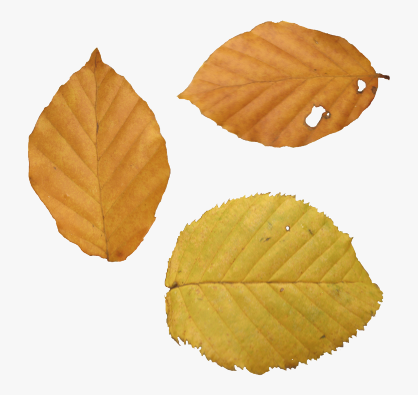Dead Leaf Texture Png, Transparent Png , Transparent Png Image - PNGitem