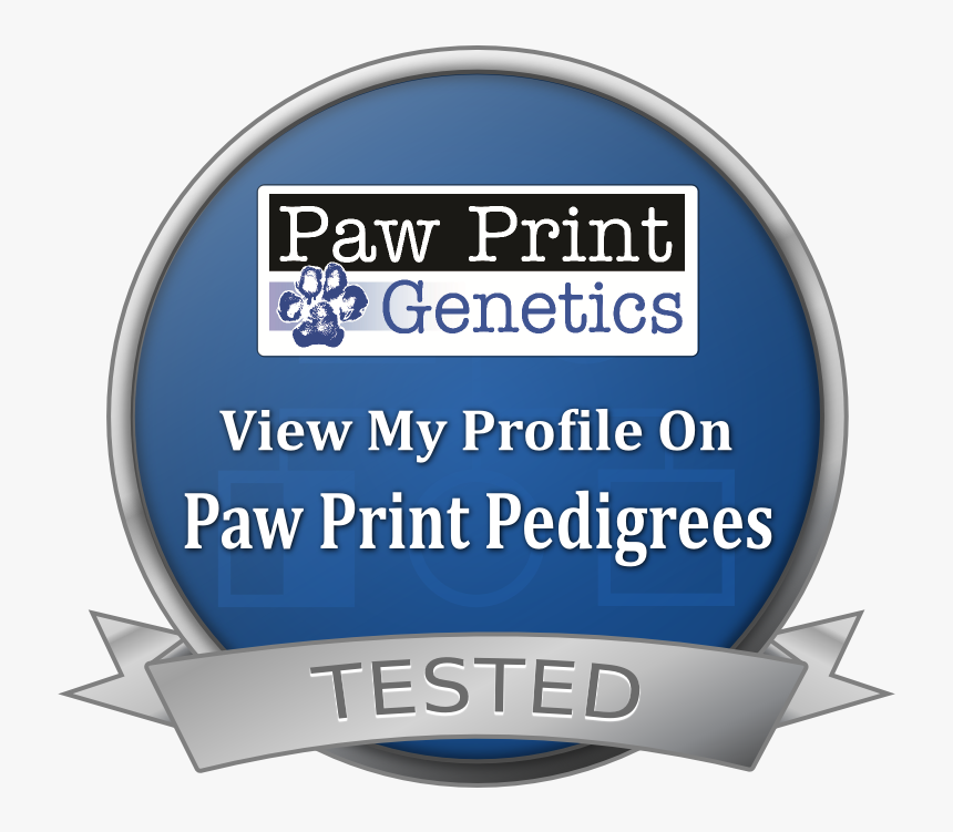 043408b9053c Paw Print - Hello Pretty, HD Png Download , Transparent ...