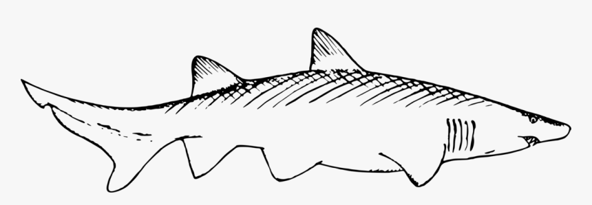 Remora Fish Drawing