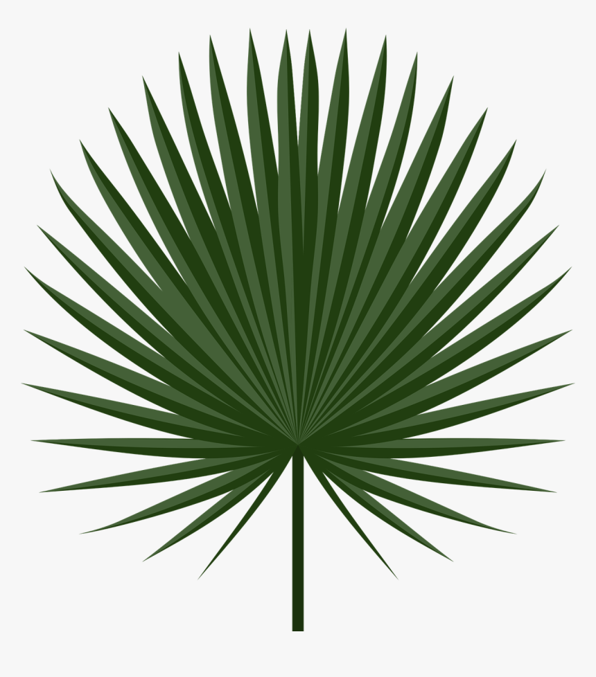 Palm Tree Leaves Vector