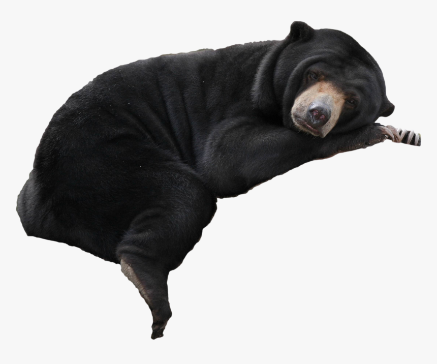 Transparent Sad Keanu Png - Sun Bear Png, Png Download , Transparent ...