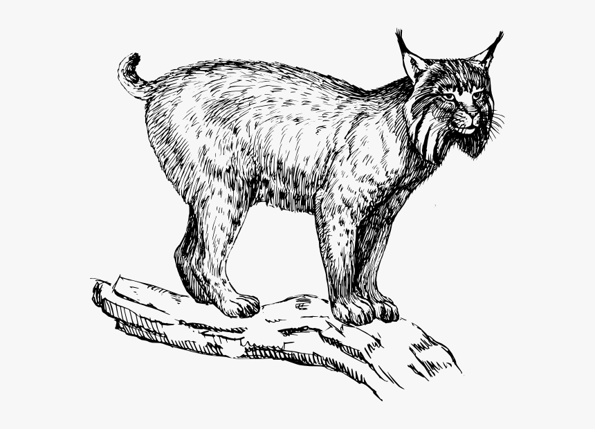 Lynx Svg Clip Arts - Lynx Clip Art, HD Png Download , Transparent Png ...