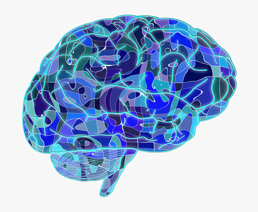 Psychology Brain Transparent, HD Png Download , Transparent Png Image ...