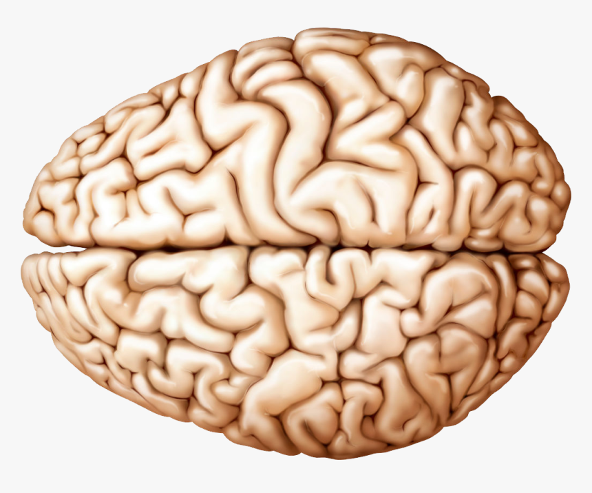 Brain Png - Human Brain Superior View, Transparent Png , Transparent ...