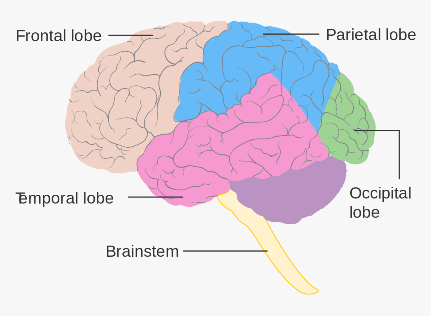 Diagram Of The Lobes, HD Png Download , Transparent Png Image - PNGitem