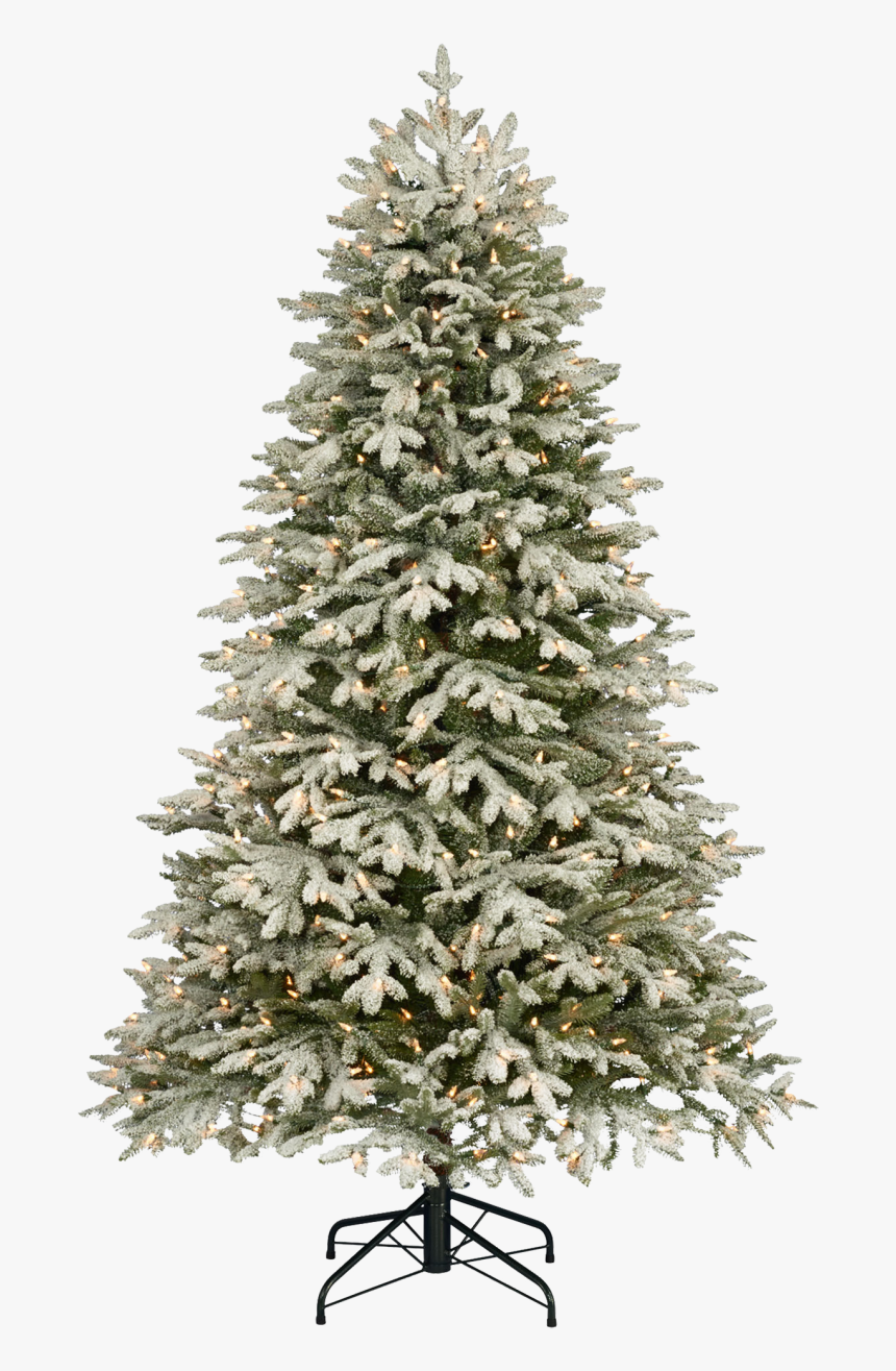 Real Christmas Tree In Snow