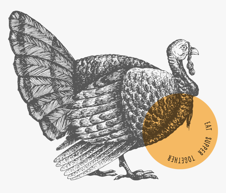Turkey Drawing Vector, HD Png Download , Transparent Png Image - PNGitem