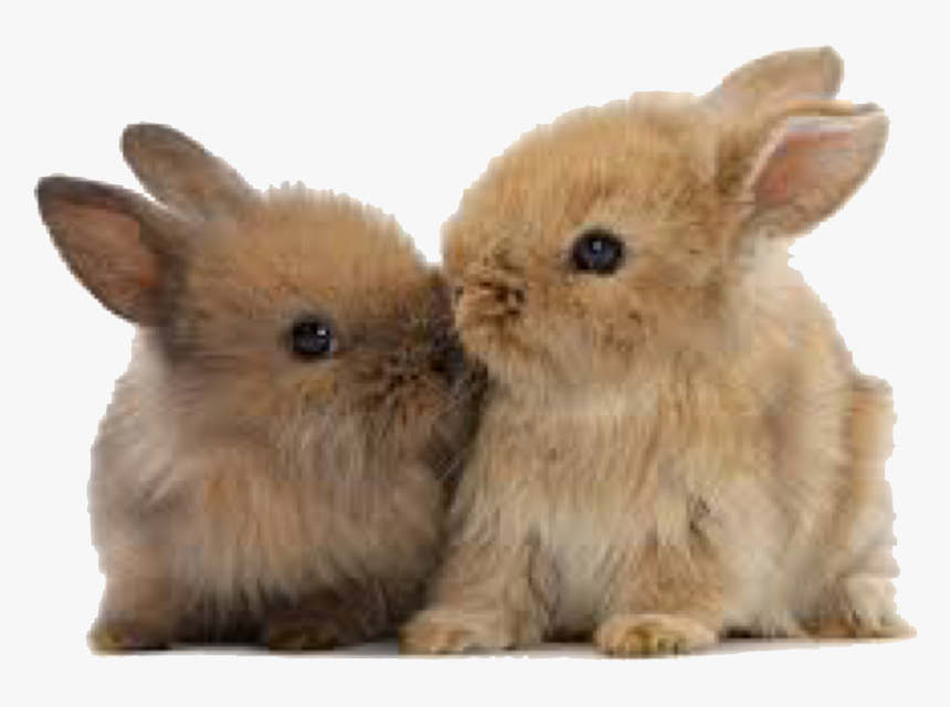 Transparent Baby Bunny Png - Cute Baby Bunny Png, Png Download ...
