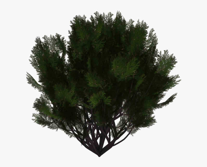 Evergreen Shrub Png, Transparent Png , Transparent Png Image - PNGitem
